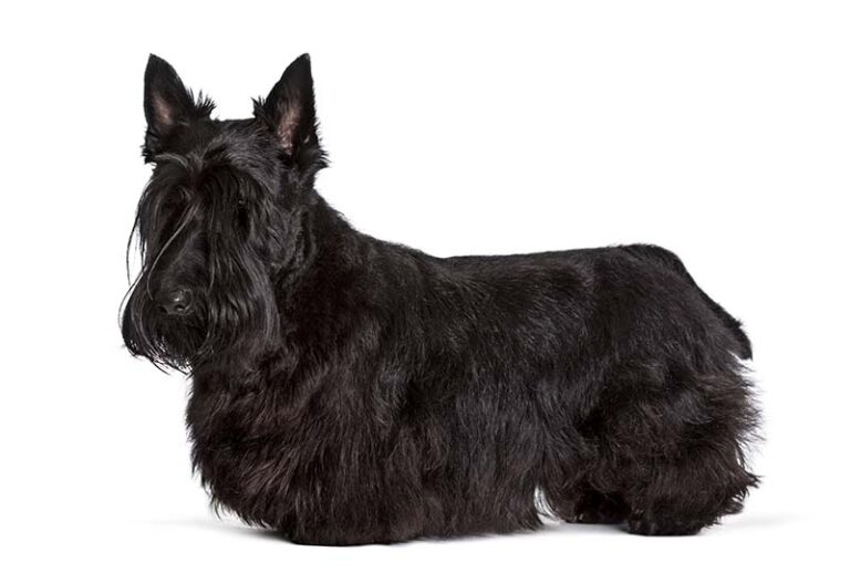5 Adorable Scottish Terrier Haircuts (With Pictures) | Hepper Pet Resources