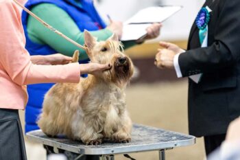 How to Get Started in Dog Shows: A Beginner's Guide | Hepper Pet Resources