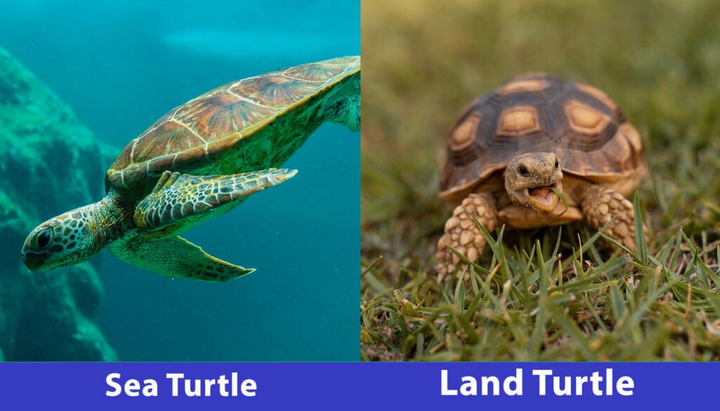 Sea Turtle vs Land Turtle: The Main Differences (With Pictures ...