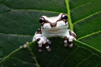 Amazon Milk Frog: Lifespan, Diet, Pictures & More | Hepper Pet Resources