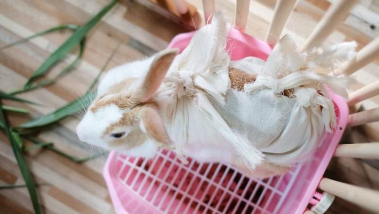 What Do I Do After My Rabbit Gives Birth? 10 Vet-Approved Suggestions ...
