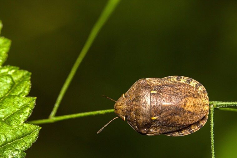 Can Bearded Dragons Eat Stink Bugs? Vet-Reviewed Safety Facts | Hepper ...