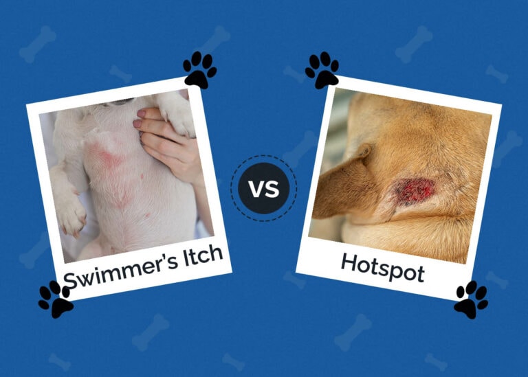 Swimmer’s Itch vs Hotspots in Dogs - What’s the Difference? (Vet Answer) | Hepper Pet Resources