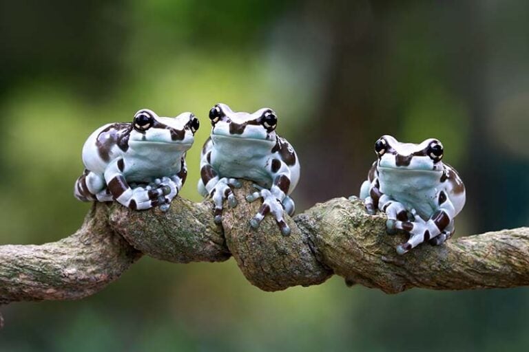 Amazon Milk Frog: Lifespan, Diet, Pictures & More | Hepper Pet Resources