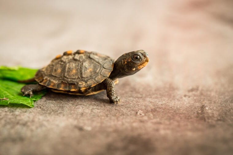What Do Baby Turtles Eat as Pets? Vet-Approved Options & FAQ | Hepper ...