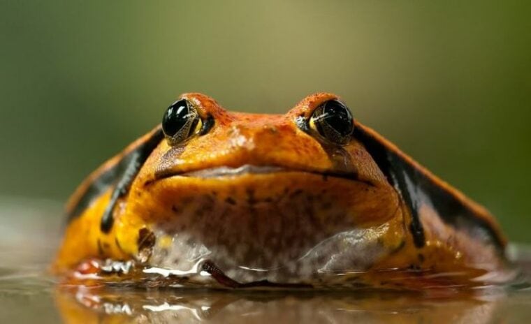 Tomato Frog: Lifespan, Diet, Pictures, and More | Hepper Pet Resources