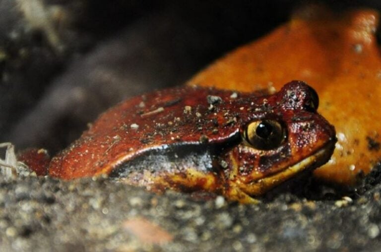 Tomato Frog: Lifespan, Diet, Pictures, and More | Hepper Pet Resources