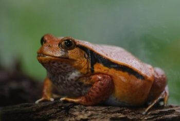 Tomato Frog: Lifespan, Diet, Pictures, and More | Hepper Pet Resources