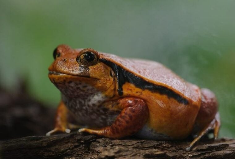 Tomato Frog: Lifespan, Diet, Pictures, and More | Hepper Pet Resources