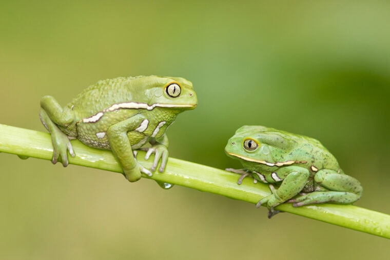 Waxy Monkey Tree Frog: Care, Lifespan, Diet, Pictures & More | Hepper