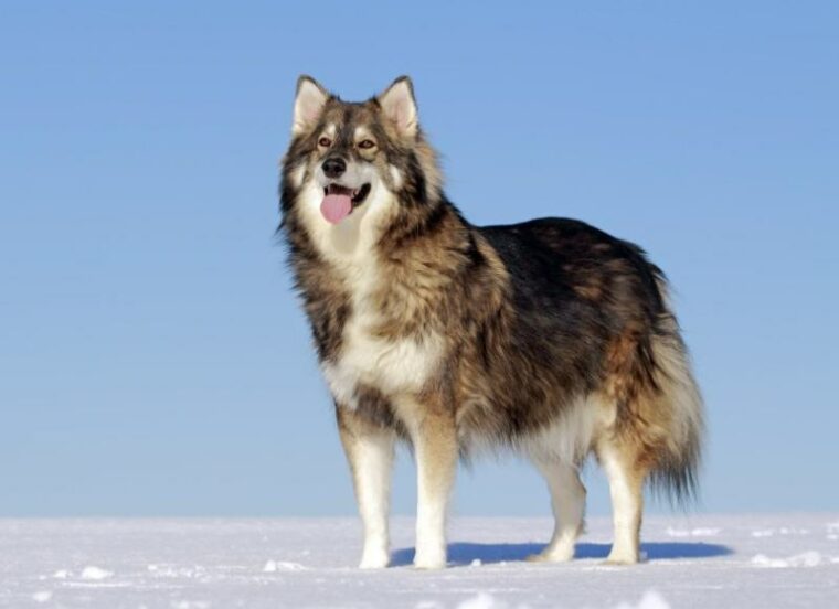 Utonagan Dog: Care Guide, Pictures, Temperament & More | Hepper Pet ...