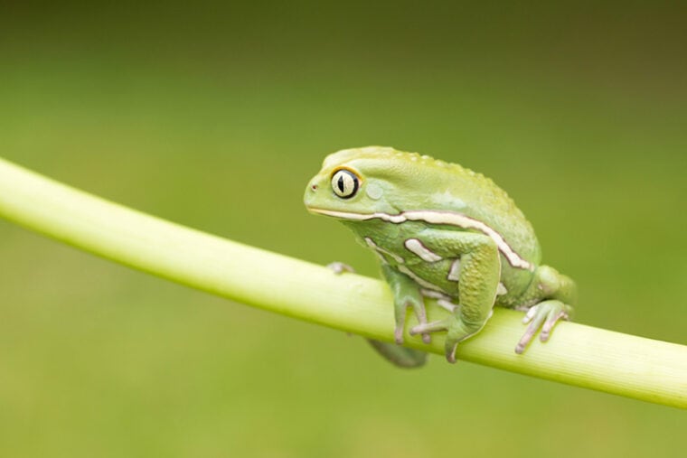 Waxy Monkey Tree Frog: Care, Lifespan, Diet, Pictures & More | Hepper