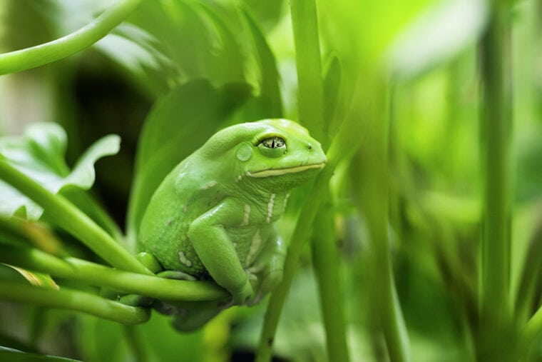 Waxy Monkey Tree Frog: Care, Lifespan, Diet, Pictures & More | Hepper ...