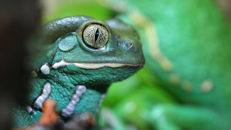 Waxy Monkey Tree Frog: Care, Lifespan, Diet, Pictures & More | Hepper ...