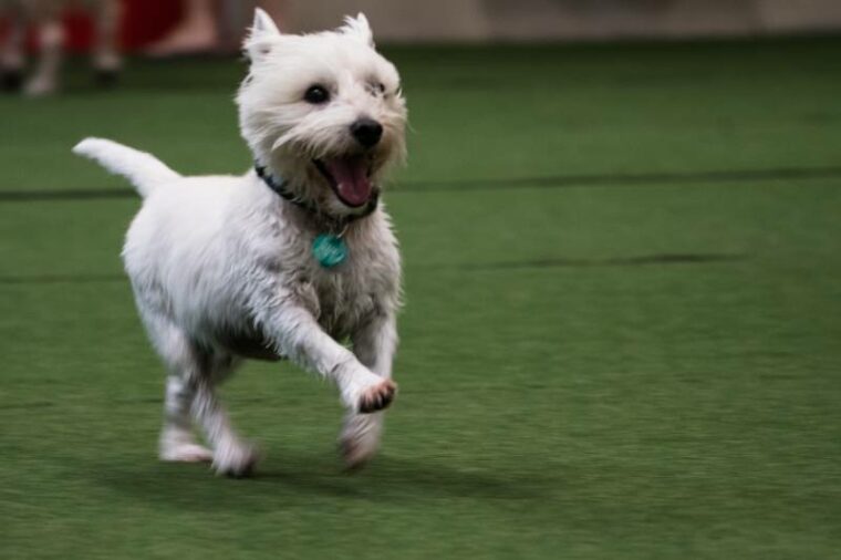 4 Indoor Dog Parks Near Phoenix, AZ (2026 Update) | Hepper Pet Resources