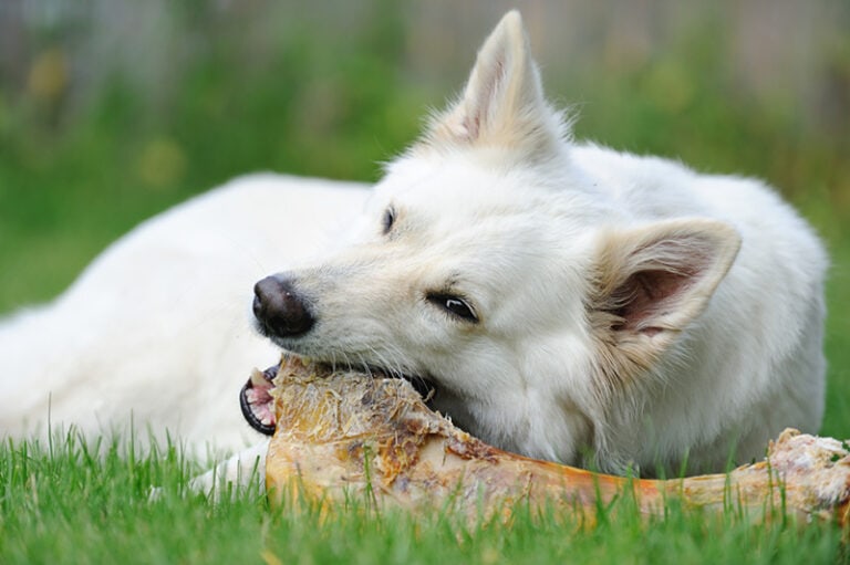 Why Do Dogs Chew Bones? Instinct, Benefits & Potential Risks (Vet ...