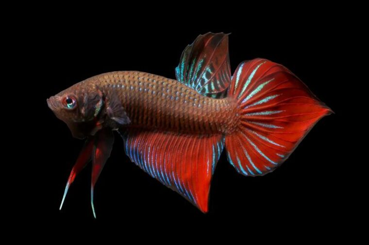25 Types of Betta Fish: Breeds, Patterns, Colors & Tails (With Info ...