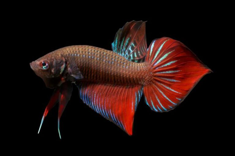 25 Types of Betta Fish: Breeds, Patterns, Colors & Tails (With Info ...