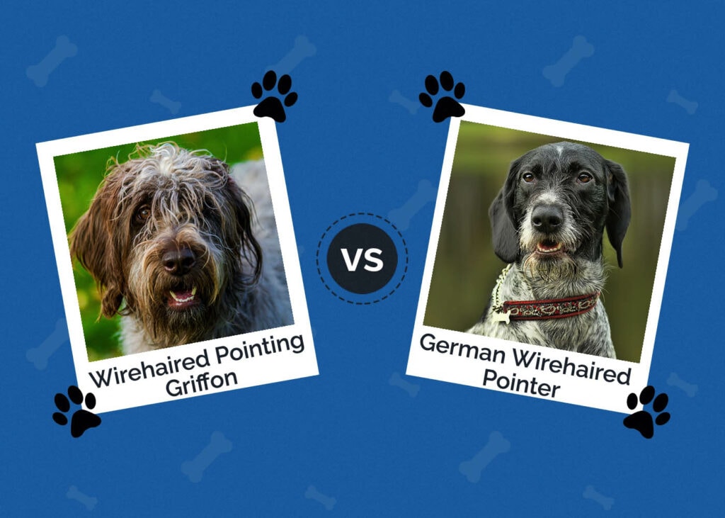 Wirehaired Pointing Griffon vs German Wirehaired Pointer: Differences ...