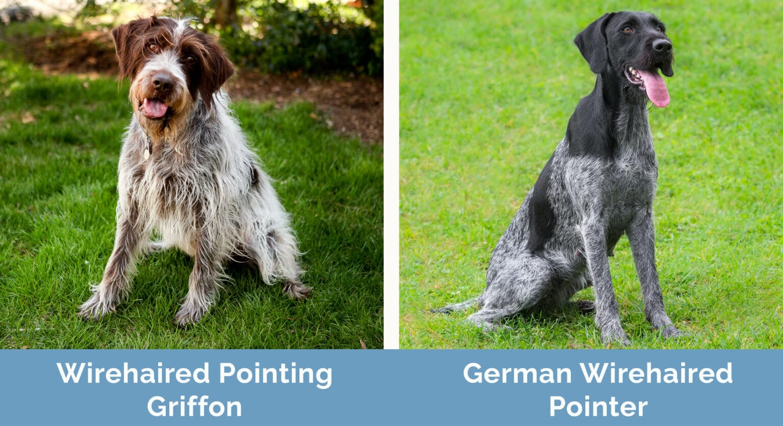 Wirehaired Pointing Griffon vs German Wirehaired Pointer: Differences (With Pictures) | Hepper ...