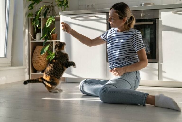 How to Teach Your Cat to High-Five in 8 Simple Steps | Hepper Pet Resources