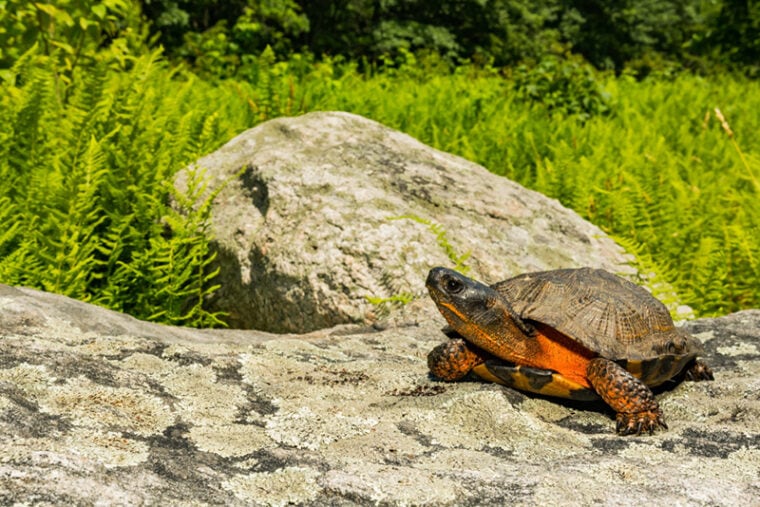 Wood Turtle: Pictures, Facts, Diet & Care Guide | Hepper Pet Resources