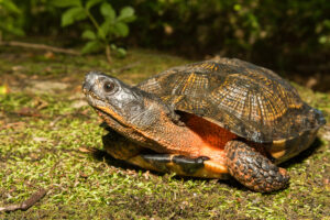 Wood Turtle: Pictures, Facts, Diet & Care Guide | Hepper Pet Resources