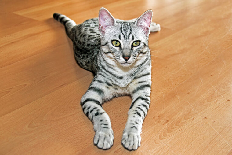 6 Incredible Egyptian Mau Colors & Patterns | Hepper Pet Resources