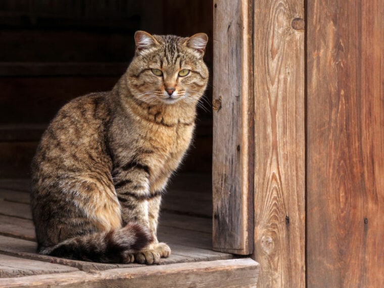 What Is a Barn Cat? Differences, Origins, & Care | Hepper Pet Resources