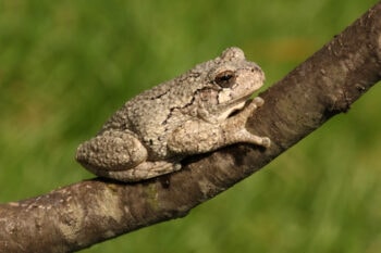Gray Tree Frog: Care Guide, Pictures, Lifespan and More | Hepper Pet ...