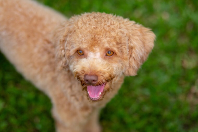 15 Dog Breeds With Amber Eyes: Info, Pictures, Facts & History | Hepper ...