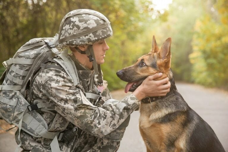 When Is K-9 Veterans Day 2026? What Is It & How To Celebrate | Hepper ...