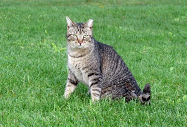 260 Barn Cat Names: Fun Options For Your Farm Pet | Hepper Pet Resources