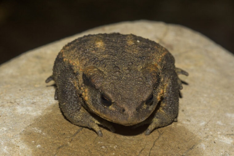 Do Toads Sleep? Vet-Reviewed Behavior, Care Tips & FAQ | Hepper Pet ...
