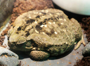 Do Toads Sleep? Vet-Reviewed Behavior, Care Tips & FAQ | Hepper Pet Resources