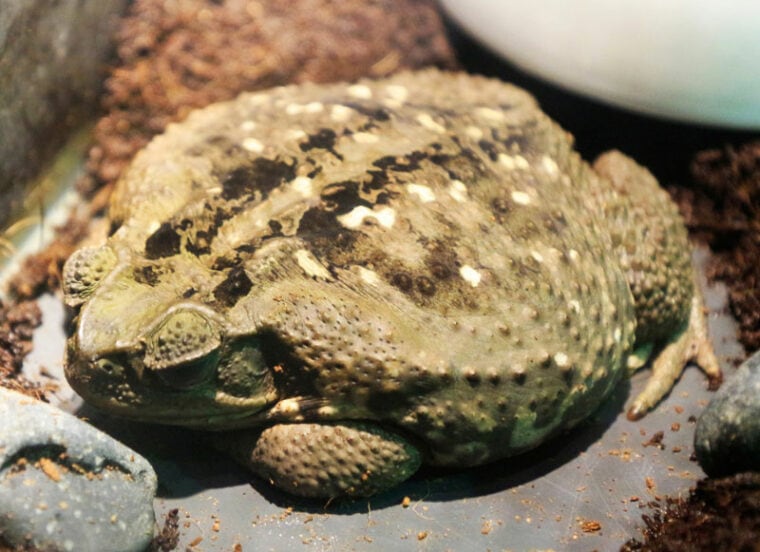 Do Toads Sleep? Vet-Reviewed Behavior, Care Tips & FAQ | Hepper Pet ...