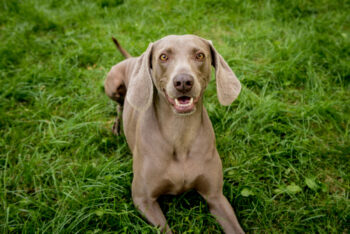 15 Dog Breeds With Amber Eyes: Info, Pictures, Facts & History | Hepper ...