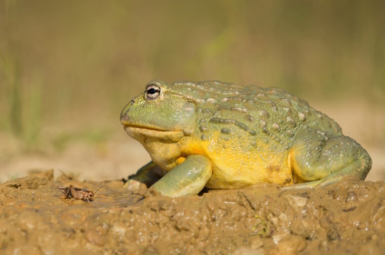 Do African Bullfrogs Have Teeth and a Strong Bite? Vet-Verified Facts ...