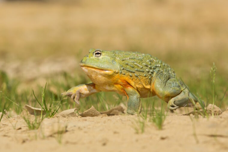 African Bullfrog: Care Guide, Diet, Pictures & Lifespan (Vet-Verified ...