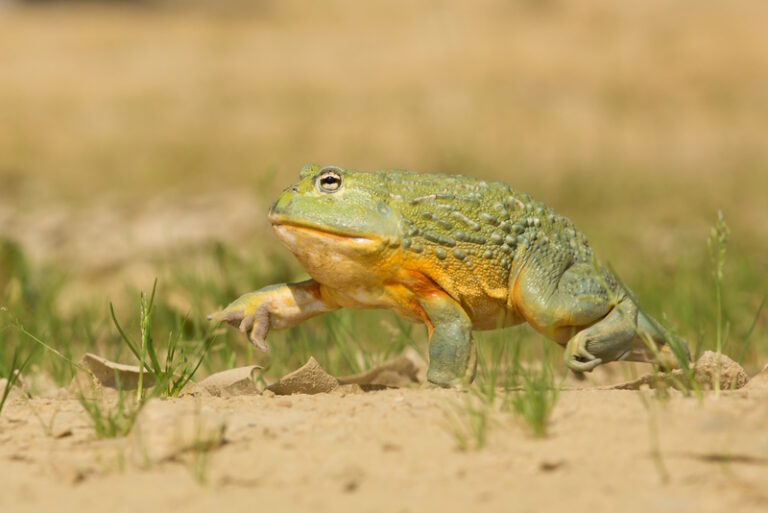 African Bullfrog: Care Guide, Diet, Pictures & Lifespan (Vet-Verified ...