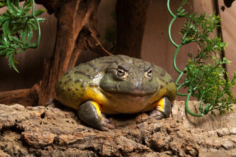 African Bullfrog: Care Guide, Diet, Pictures & Lifespan (Vet-Verified ...
