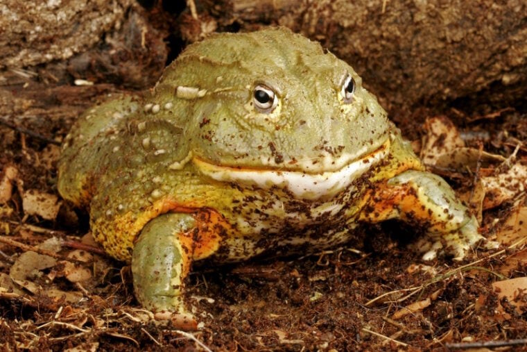 African Bullfrog: Care Guide, Diet, Pictures & Lifespan (Vet-Verified ...