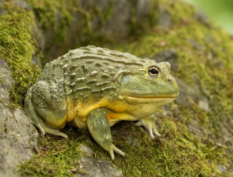 African Bullfrog: Care Guide, Diet, Pictures & Lifespan (Vet-Verified ...
