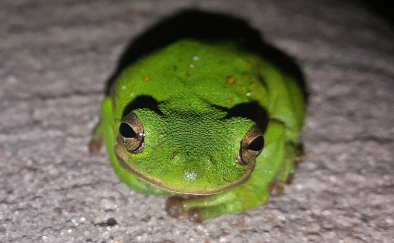 Can Frogs Feel Happy? Vet-Reviewed Facts & FAQ | Hepper Pet Resources