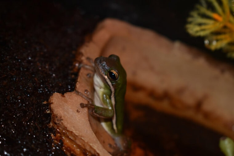 American Green Tree Frog: Lifespan, Diet, Pictures & Care Tips | Hepper ...