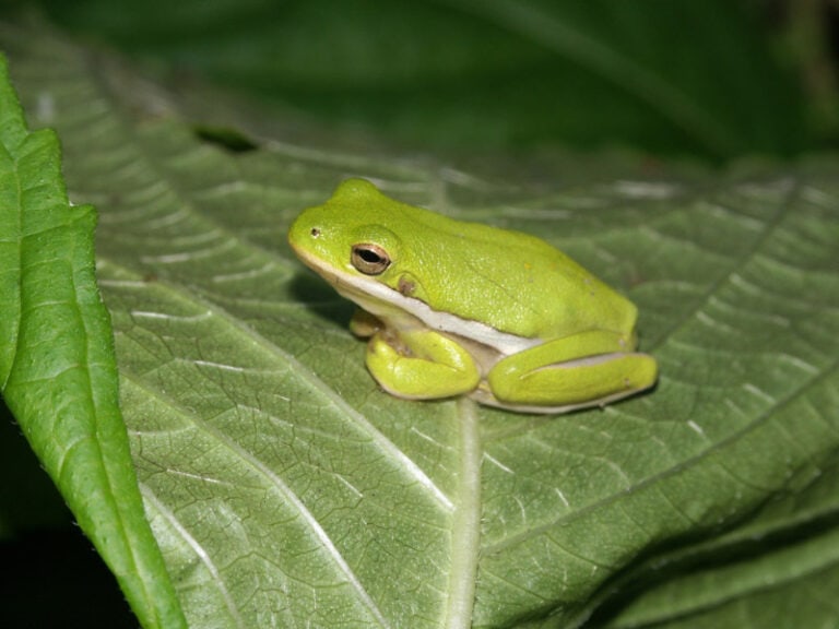 American Green Tree Frog: Lifespan, Diet, Pictures & Care Tips | Hepper ...