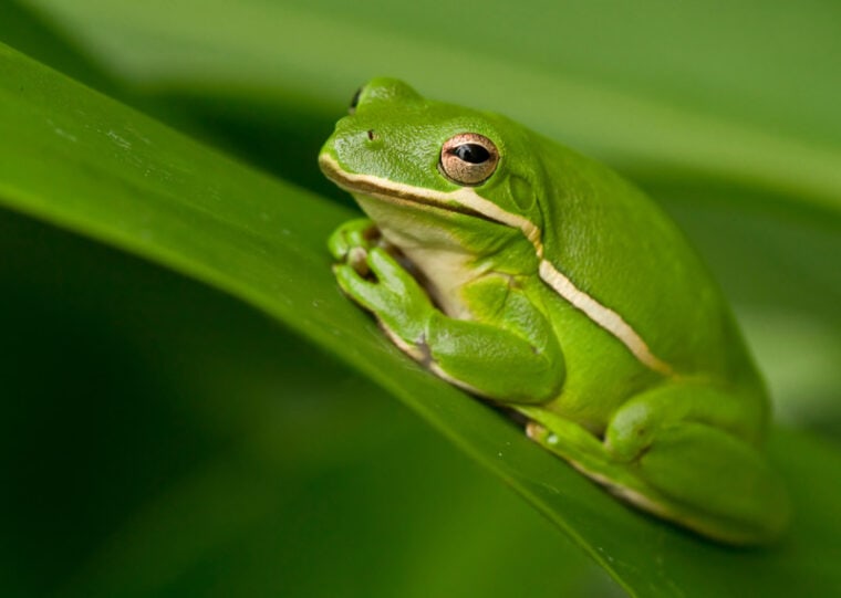 American Green Tree Frog: Lifespan, Diet, Pictures & Care Tips | Hepper ...