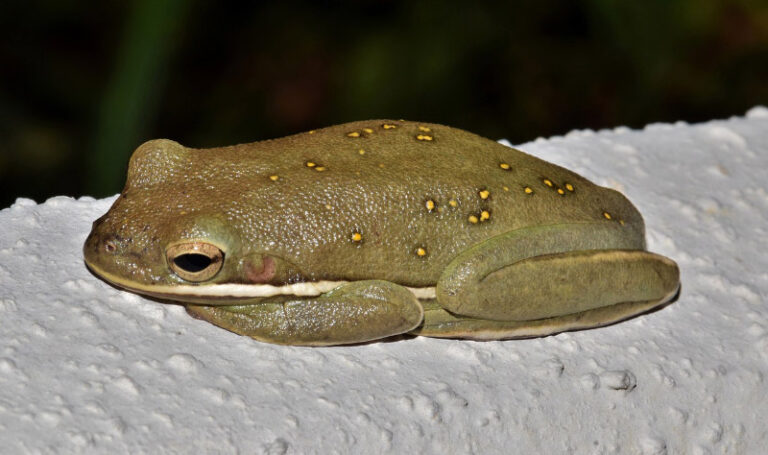 American Green Tree Frog: Lifespan, Diet, Pictures & Care Tips | Hepper ...
