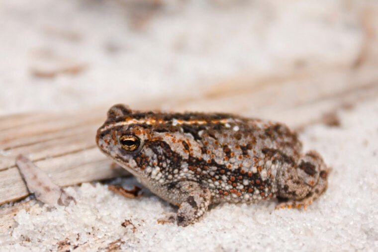 How Big Do Toads Get? Records, Tips, & FAQ | Hepper Pet Resources