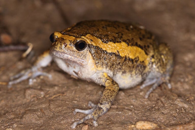 Burmese Chubby Frog: Care Guide, Lifespan, Diet, Pictures & More ...